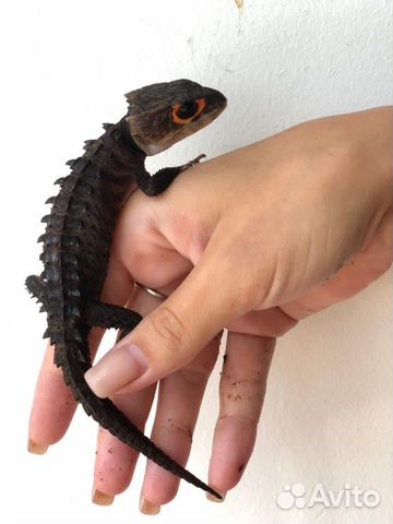 Крокодиловый сцинк (tribolonotus gracilis)
