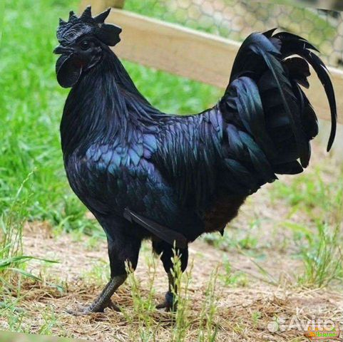 Куры Ухей Илюи