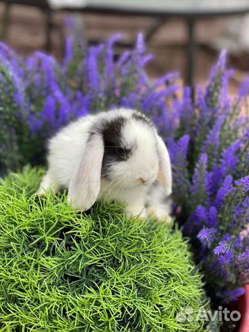 Кролик карликовый ручной