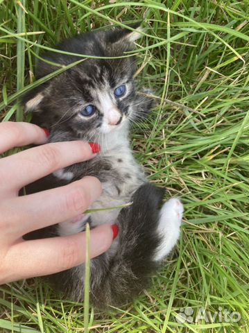 Отдаю котят в добрые руки