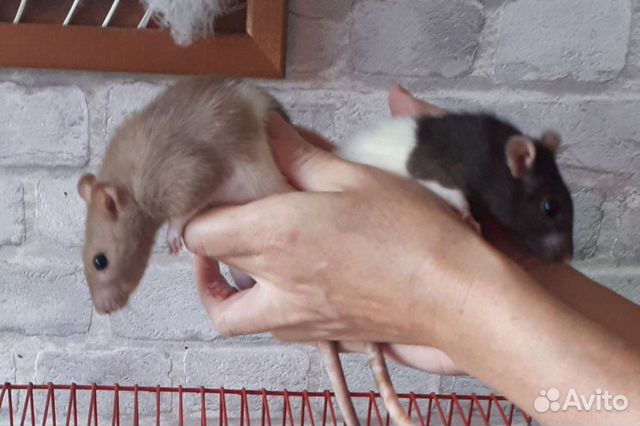 Декоративная крыса