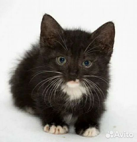 Маленькая Маркиза