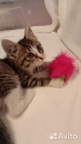 Котенок в дар в добрые руки