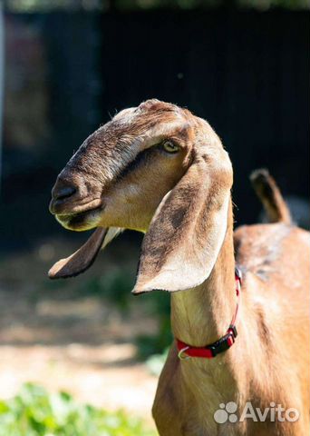 Коза нубийская