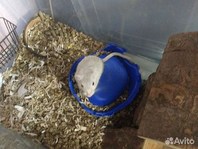 Песчанка. Самец