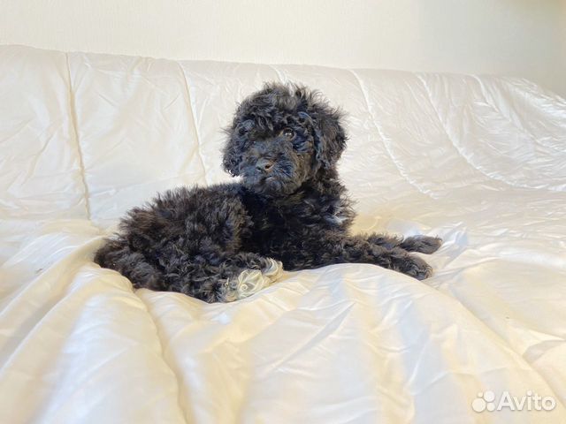 Мальтипу мини