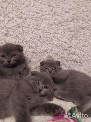 Шотландская