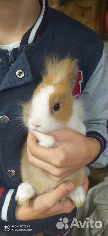 Декоративные крольчата