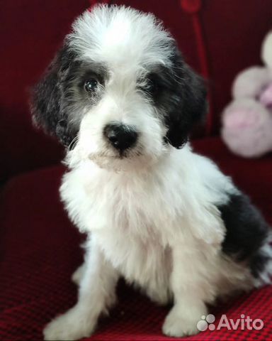 Ищет дом щенок от мелкой Собачки Маршал