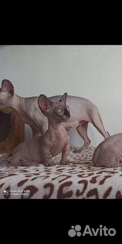 Сфинкс бамбино