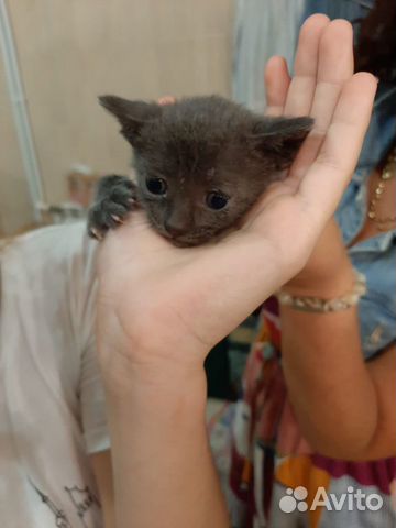 Кошечка метис русской голубой