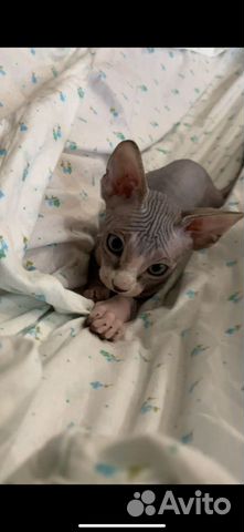 Продам котёнка сфинкса