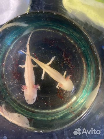 Аксолотль. Продам пару, возраст 1 год