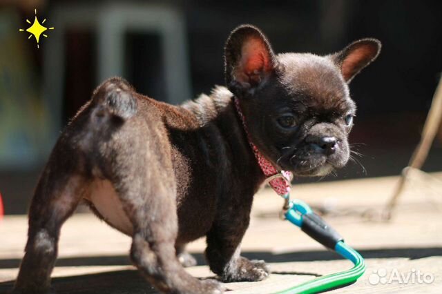 Французский бульдог