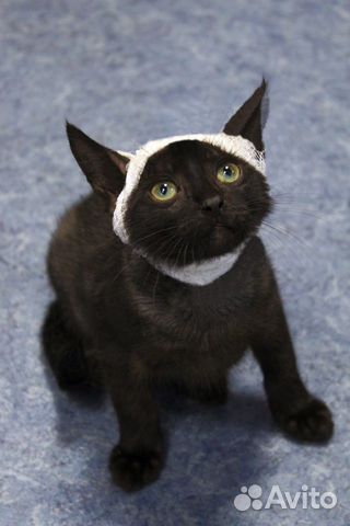Котенок Чапай ищет дом
