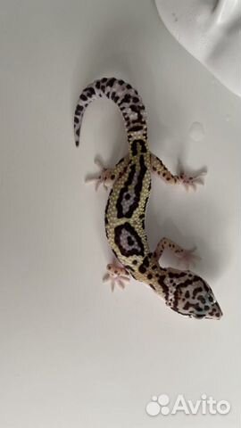 Геккон эублефар