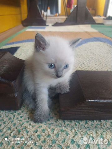 Сиамские котята