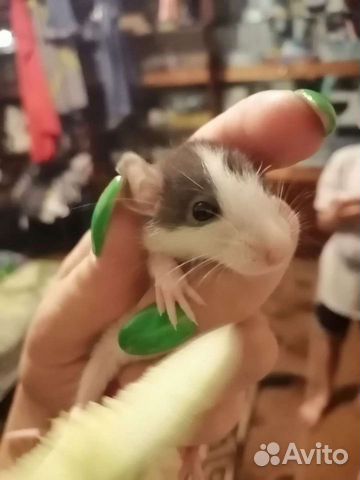 Декоративная крыса