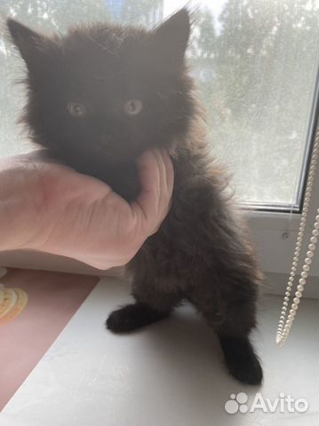 Кошечка перс