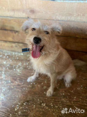 Маленький терьер попал в приют, нужен дом