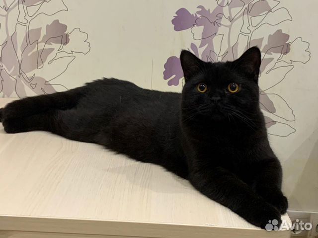 Котик Скоттиш Страйт