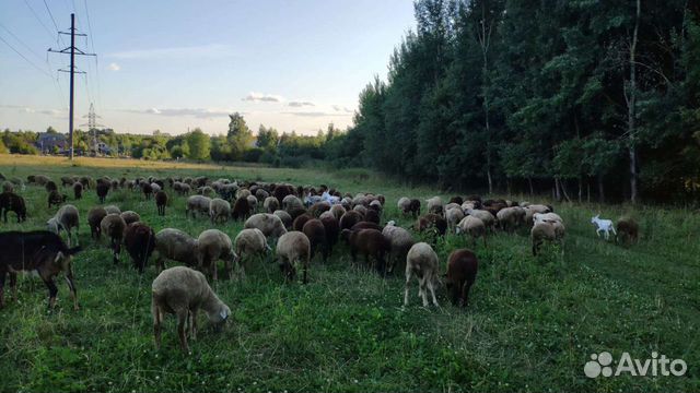 Овцы, бараны, ягнята и козы