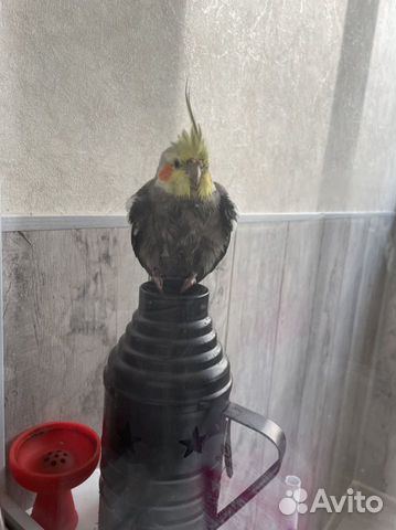 Найден попугай