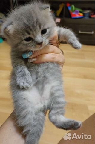 Британский котенок