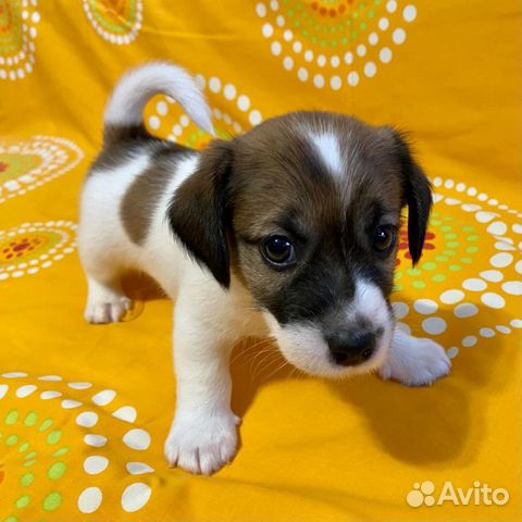 Джек Рассел терьер