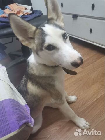 Щенок бесплатно помесь хаски