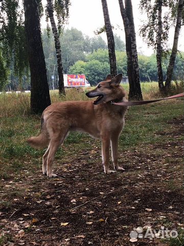 Отдам собаку в добрые руки