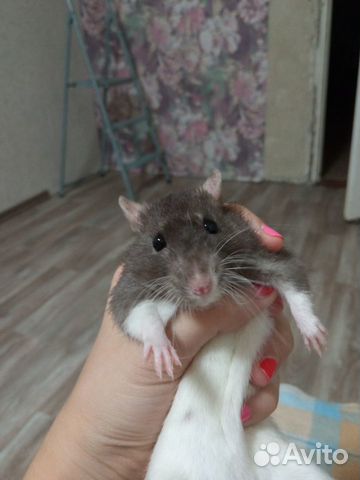 Крыса дамбо с клеткой