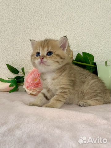 Британские котята золотая шиншилла