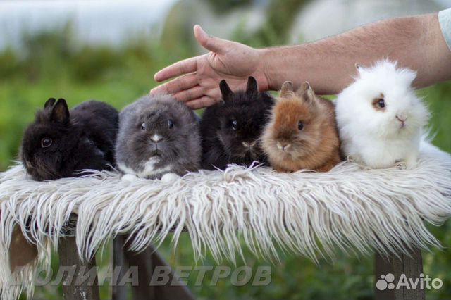 Львиноголовые взрослые самочки, очень миниатюрные