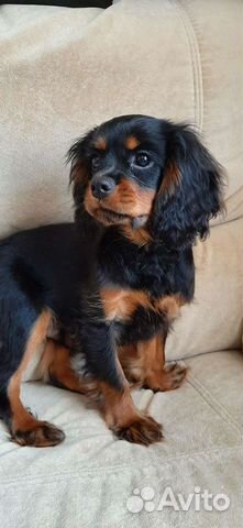 Кавалер кинг чарльз спаниель мальчик