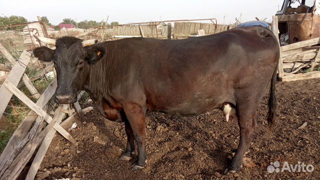 Коровы дойная