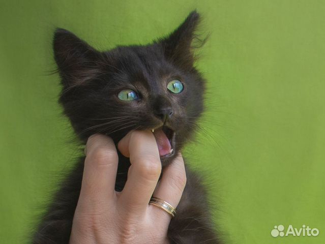 Котенок Галкин в добрые руки