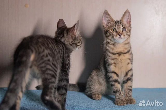 Котята 3 месяца
