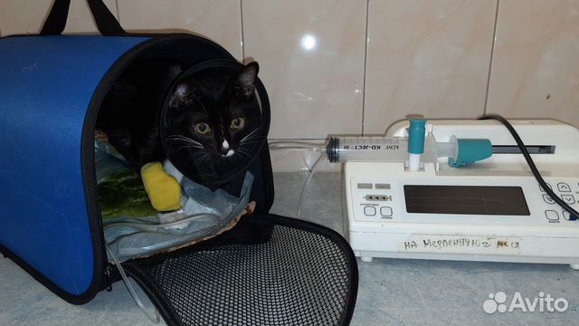 Котёнок Клякса и другие котята ищут помощ и дом