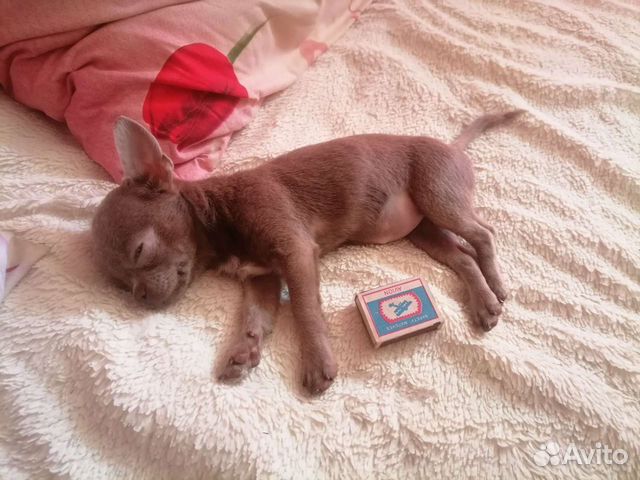 Чихуахуа мини девочка