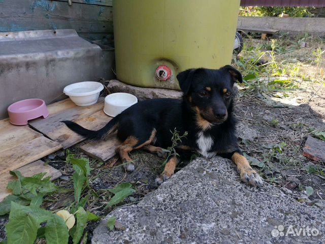 Маленькая собака