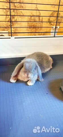 Кролики крольчата породы мини лоп