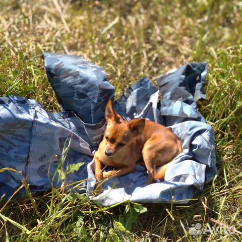 Случка собак