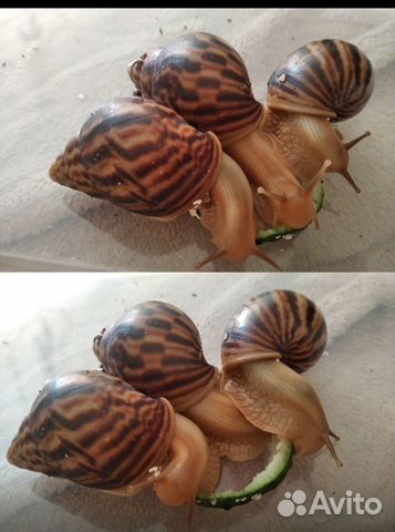 Улитки ахатины