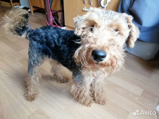 Собака в добрые руки вельштерьер