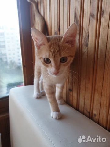 Рыжий котенок