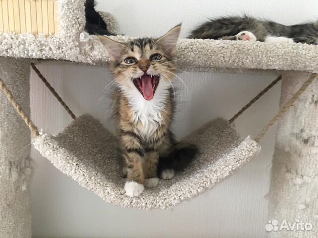 Пушистая котенок девочка 2,5 мес