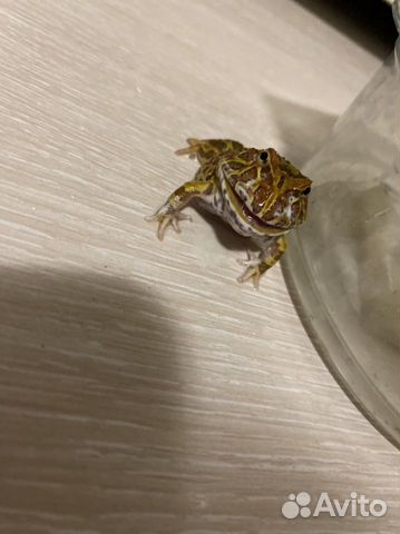 Лягушки рогатки