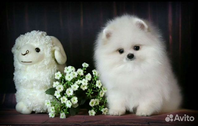 Шпиц очень красивые щенки померанцы