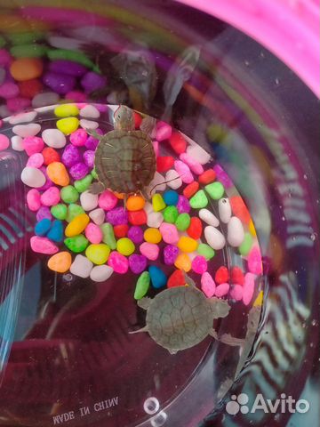 2 черепахи и аквариум с кормом